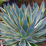 Agave 'Snow Glow' - World of Succulents