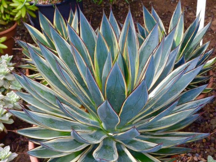 Agave 'Snow Glow' - World of Succulents