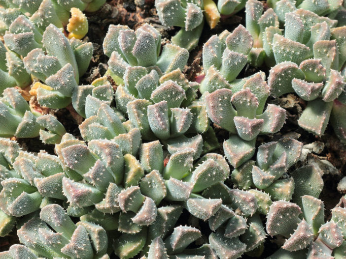 Aloinopsis setifera - World of Succulents