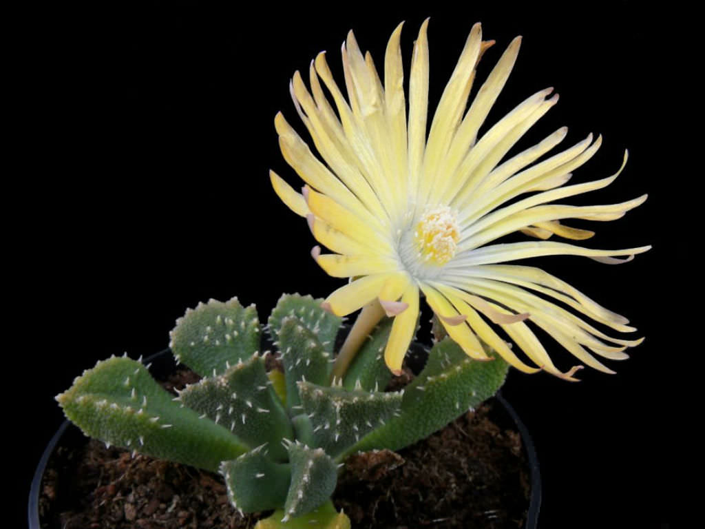 Aloinopsis setifera - World of Succulents