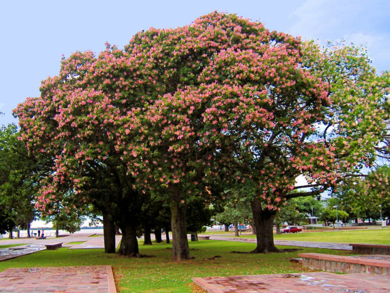 Ceiba speciosa (Silk Floss Tree) - World of Succulents