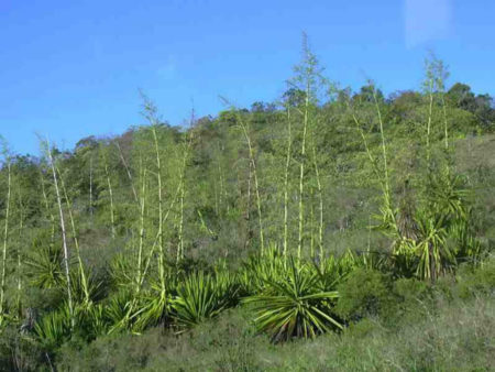 Furcraea foetida (Mauritius Hemp) - World of Succulents