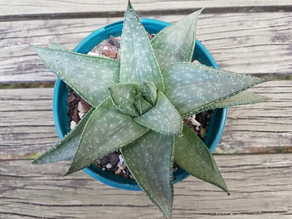 ×Gasteraloe 'Silver Swirls' - World of Succulents