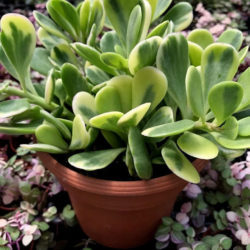 Kleinia petraea 'Variegata' (Variegated Trailing Jade) - World of ...