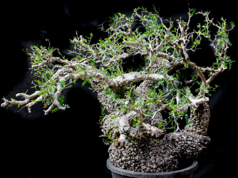 Operculicarya pachypus - World of Succulents