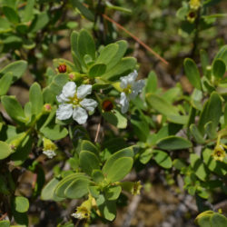 Pemphis acidula (Shrubby Coral Pemphis) - World of Succulents