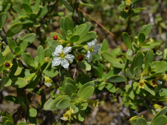 Pemphis acidula (Shrubby Coral Pemphis) - World of Succulents