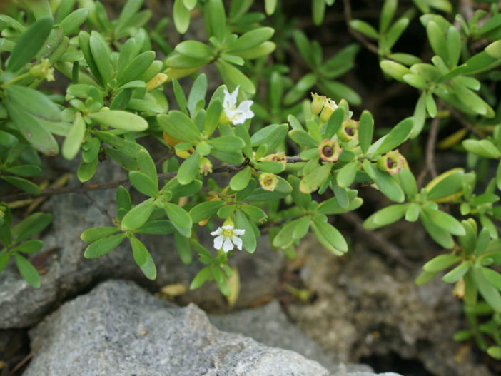 Pemphis acidula (Shrubby Coral Pemphis) - World of Succulents