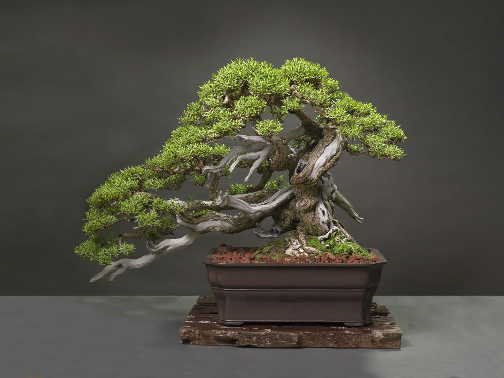 Pemphis acidula (Shrubby Coral Pemphis) - World of Succulents