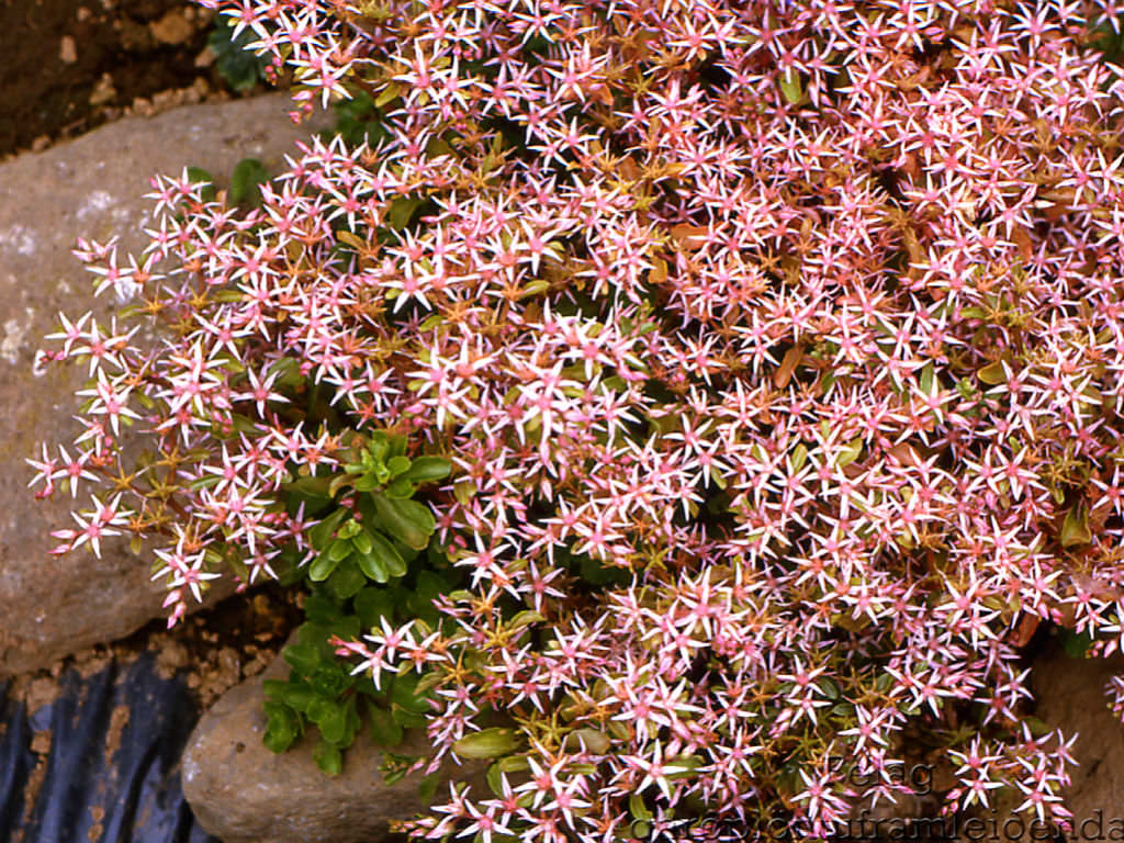 Phedimus stoloniferus (Stolon Stonecrop) - World of Succulents