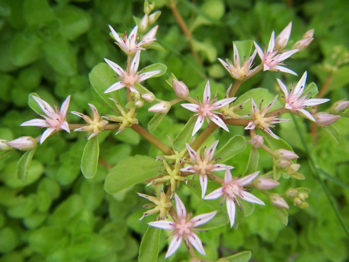 Phedimus stoloniferus (Stolon Stonecrop) - World of Succulents