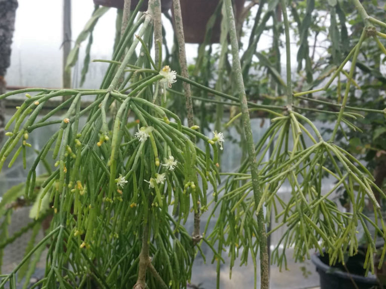 Rhipsalis teres (Quill-like Wickerware Cactus) - World of Succulents