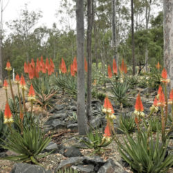 Aloe 'Venus' - World of Succulents