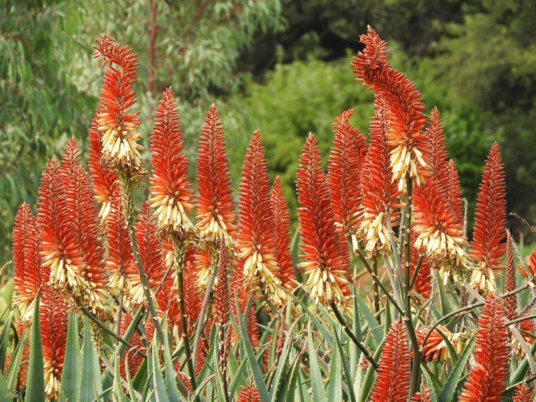 Aloe 'Venus' - World of Succulents