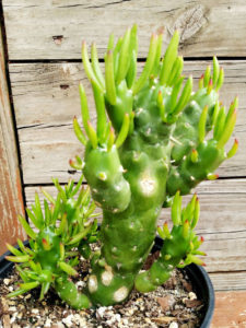 Austrocylindropuntia subulata 'Gumby' - World of Succulents