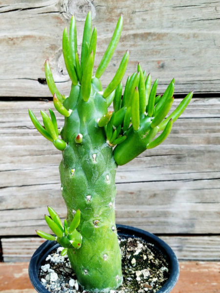 Austrocylindropuntia subulata 'Gumby' - World of Succulents