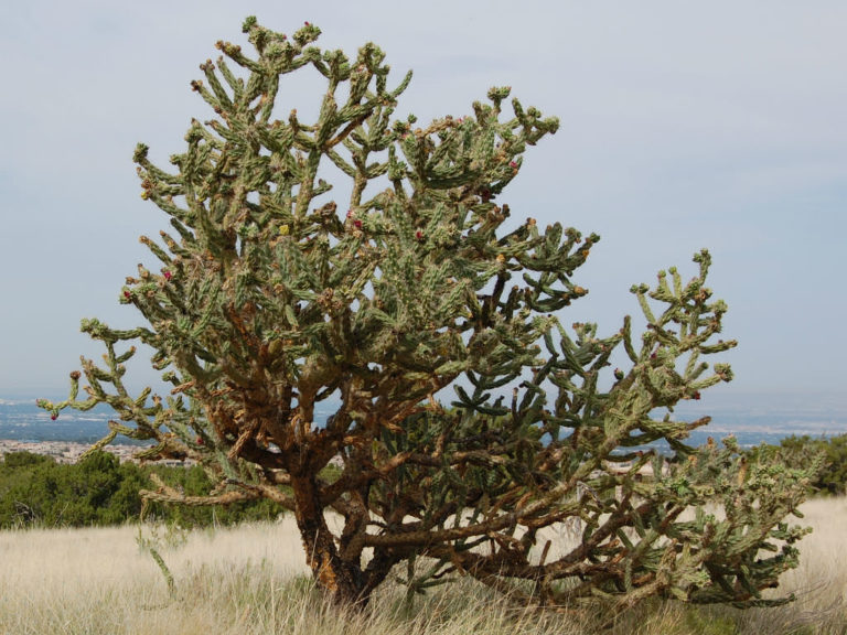 Cylindropuntia imbricata (Tree Cholla) - World of Succulents