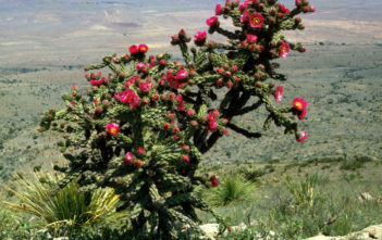 Giant Tree Cholla | World of Succulents