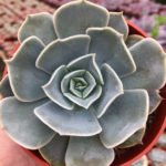 Echeveria 'Pollux' - World of Succulents