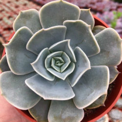 Echeveria 'Pollux' - World of Succulents