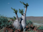 Pachypodium lealii (Bottle Tree) - World of Succulents