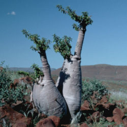 Pachypodium lealii (Bottle Tree) - World of Succulents
