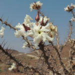 Pachypodium lealii (Bottle Tree) - World of Succulents