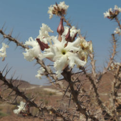 Pachypodium lealii (Bottle Tree) - World of Succulents