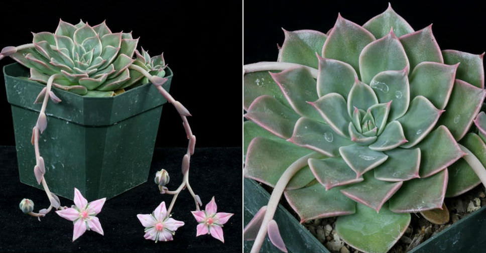 ×Tacisedum 'Barton Pink' - World of Succulents