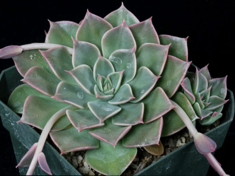 ×Tacisedum 'Barton Pink' - World of Succulents
