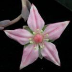 ×Tacisedum 'Barton Pink' - World of Succulents