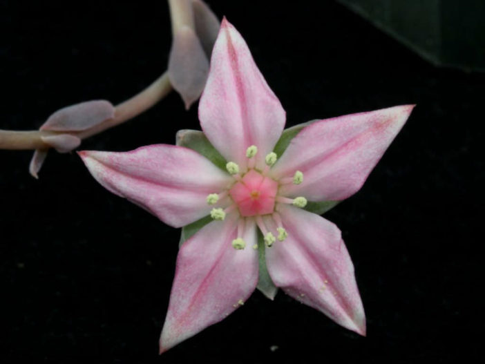 ×Tacisedum 'Barton Pink' - World of Succulents