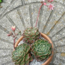 ×Tacisedum 'Barton Pink' - World of Succulents