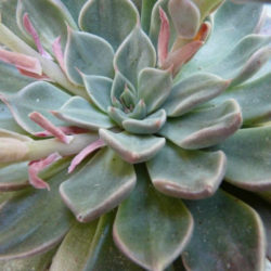 ×Taciveria 'Belana' - World of Succulents