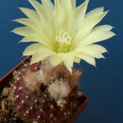 Frailea mammifera - World of Succulents