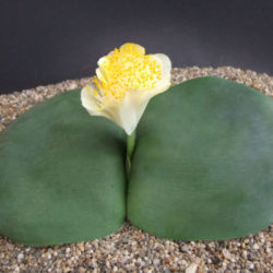 Haemanthus deformis (Dwarf Haemanthus) - World of Succulents