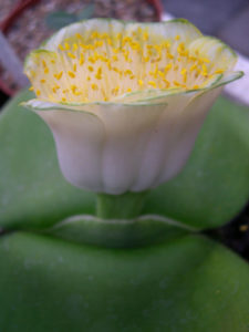 Haemanthus deformis (Dwarf Haemanthus) - World of Succulents