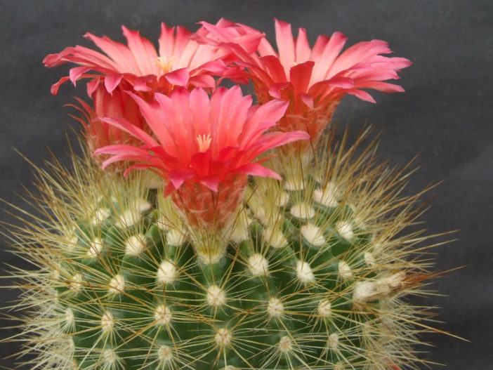 Parodia penicillata - World of Succulents