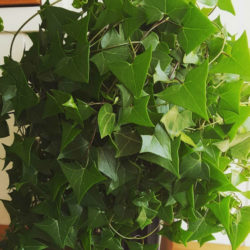 Senecio macroglossus (Wax Ivy) - World of Succulents