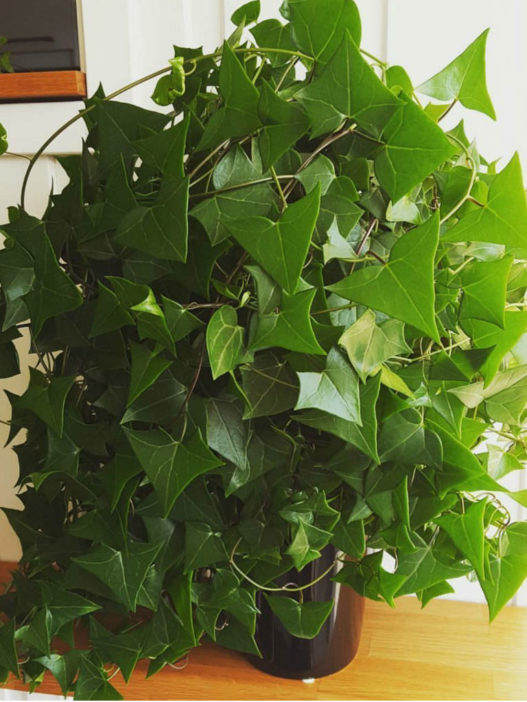 Senecio macroglossus (Wax Ivy) - World of Succulents