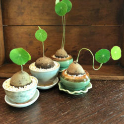 Stephania pierrei - World of Succulents