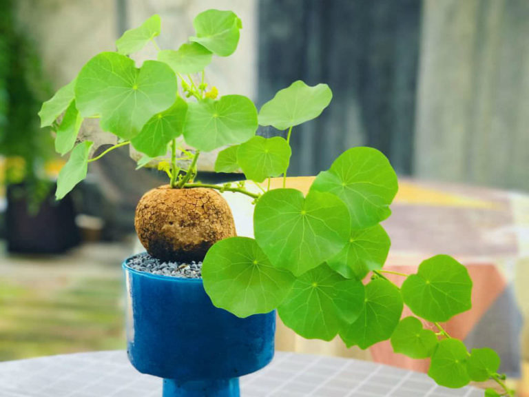 How to Grow and Care for Stephania - World of Succulents