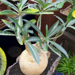Adenium obesum subsp. somalense - World of Succulents