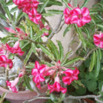 Adenium obesum subsp. somalense - World of Succulents
