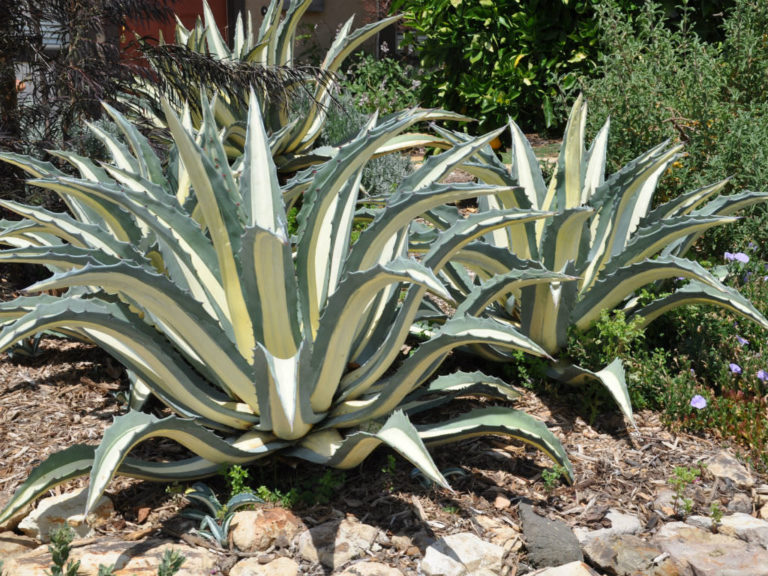 Agave americana 'Mediopicta Alba' - World of Succulents