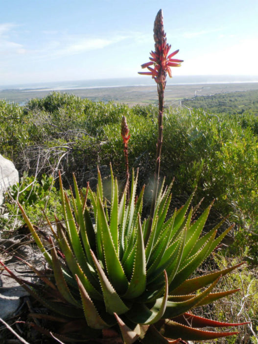 Aloe succotrina (Fynbos Aloe) - World of Succulents