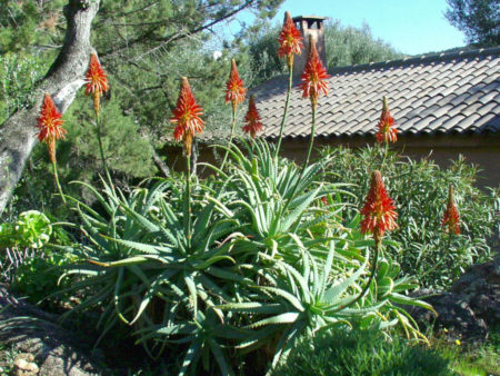 Aloe succotrina (Fynbos Aloe) - World of Succulents