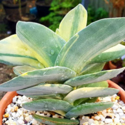 Crassula perfoliata var. minor 'Variegata' (Variegated Propeller Plant ...