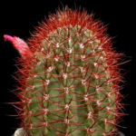 Denmoza rhodacantha - World of Succulents