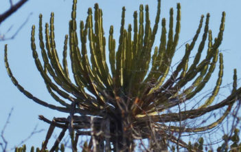 Lebombo Euphorbia | World of Succulents